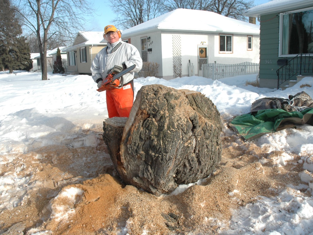 Elm Burl Harvest